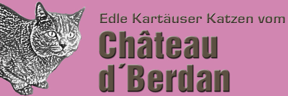 kartaeuser-chartreux-berdan - Kartäuser Kater/ Katzen